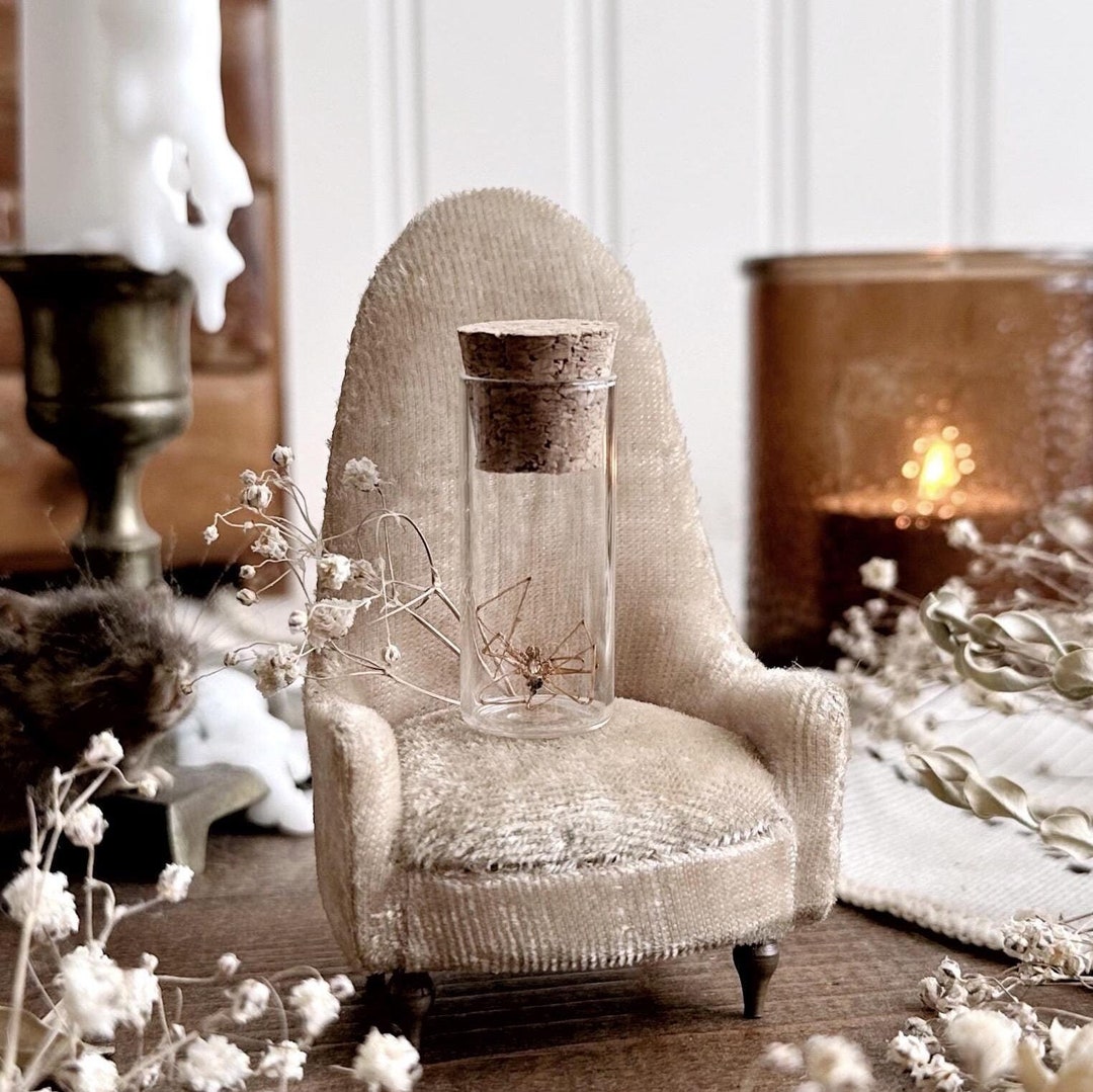 Real Dead Spider in Glass Vial, Spider Decor, Spider Molt, Spider Gift ...