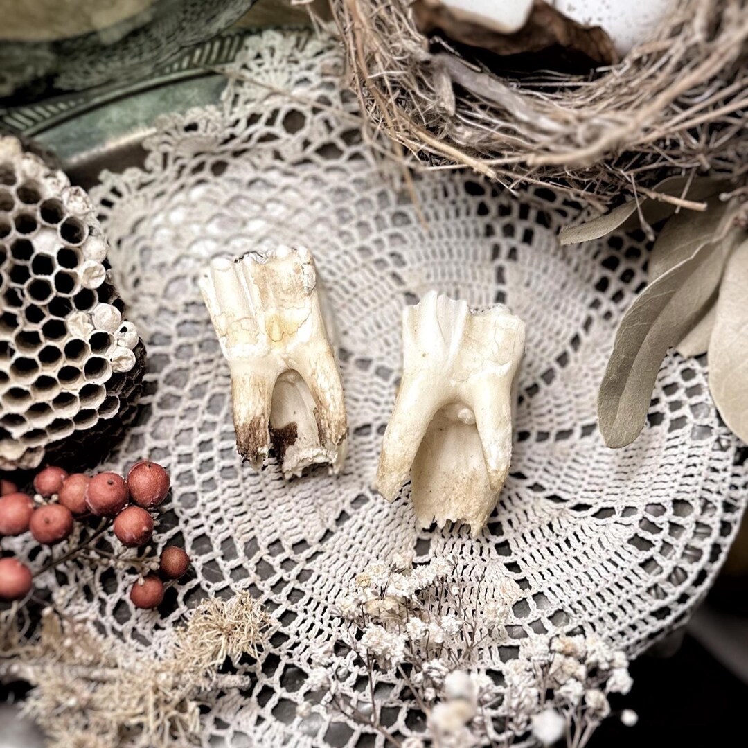 One Real Large Cow Tooth – No. 03, Rustic Cow Teeth, Real Cow Molar ...