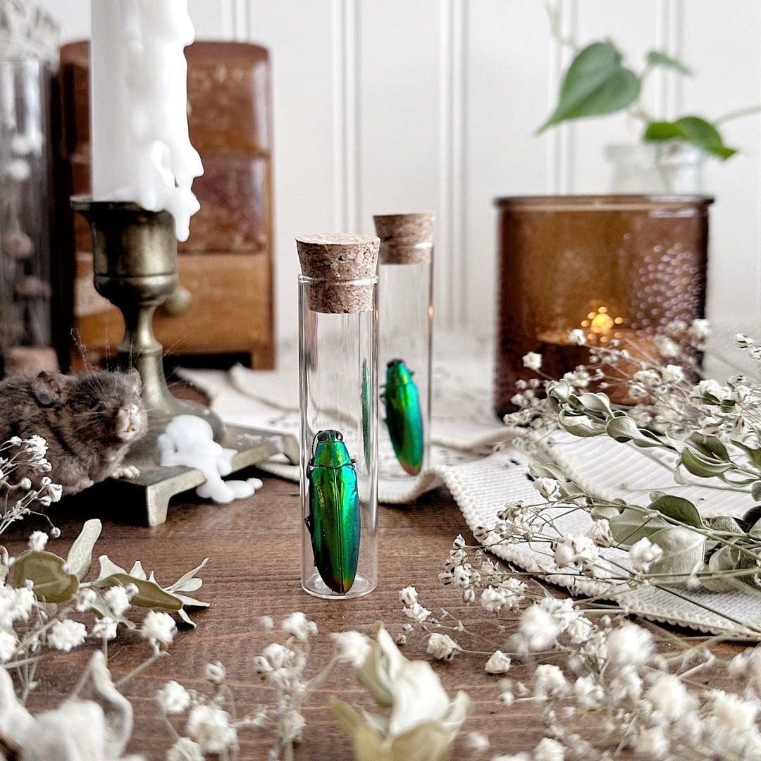 Real Jewel Beetle in Glass Vial No. 01, Chrysochroa Fulminans, Natural ...