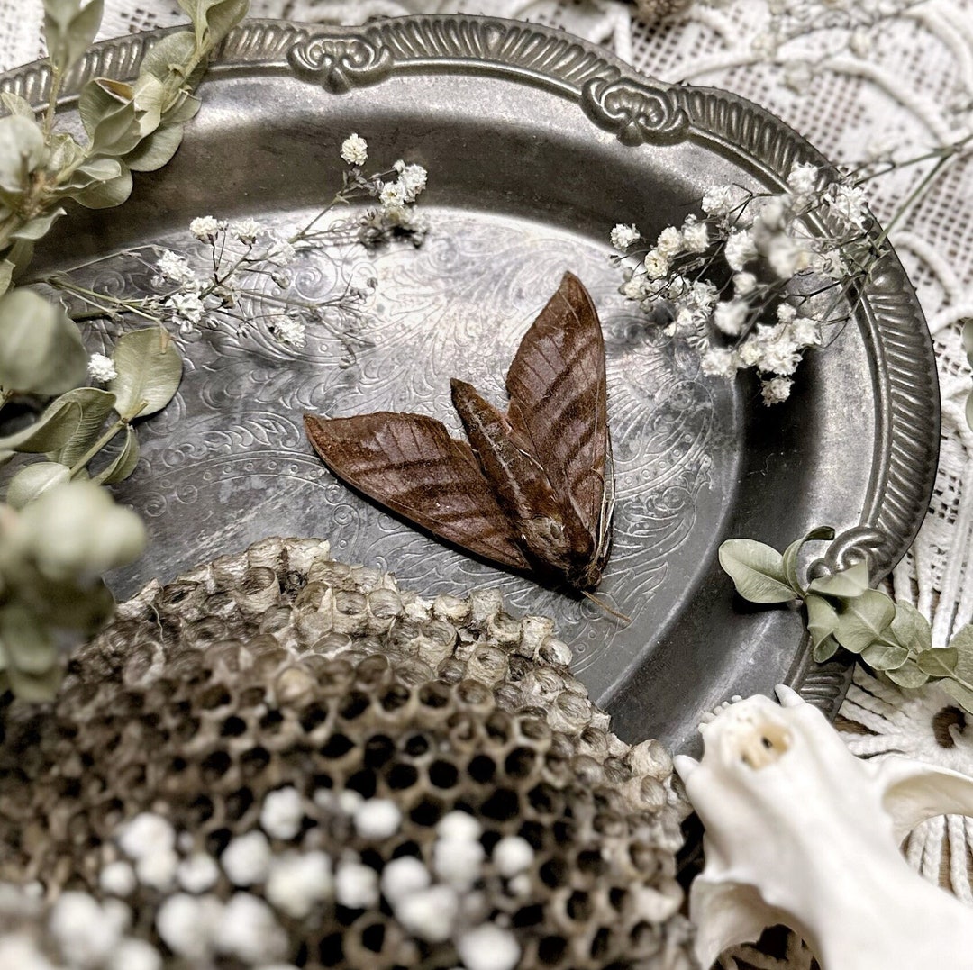 Real Preserved Moth – No. 18, Natural History, Curiosity, Oddity, Dried ...