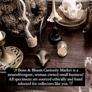 Real Atlas Vertebrae Bone in Glass Vial – No. 06, Skunk Taxidermy, Real ...