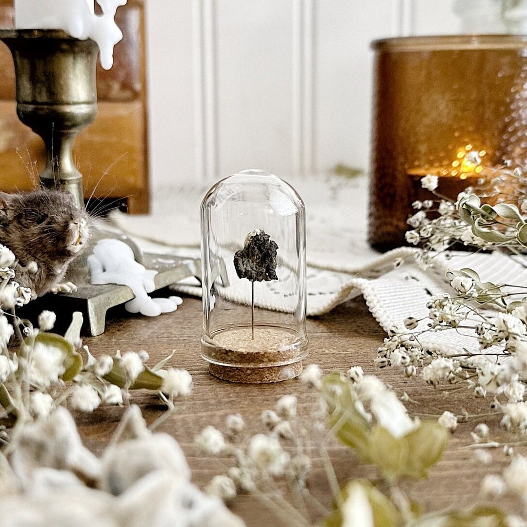 Real Pigeon Poop in Glass Dome No. 01, Real Bird Poop, Animal Pellets ...