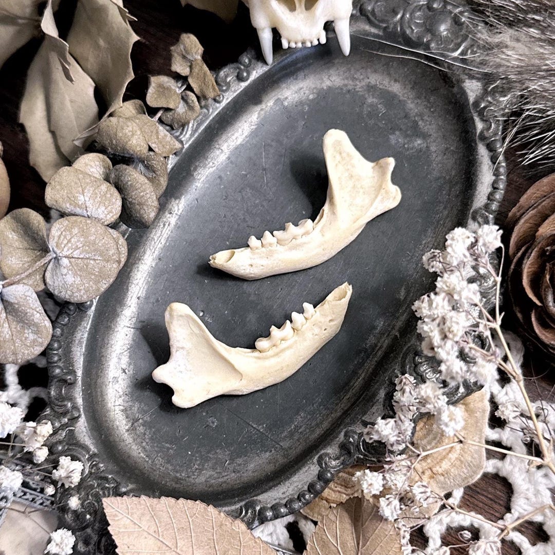One Real Rustic Mink Jawbone – No. 02, Mink Bones, Mink Skeleton, Mink ...