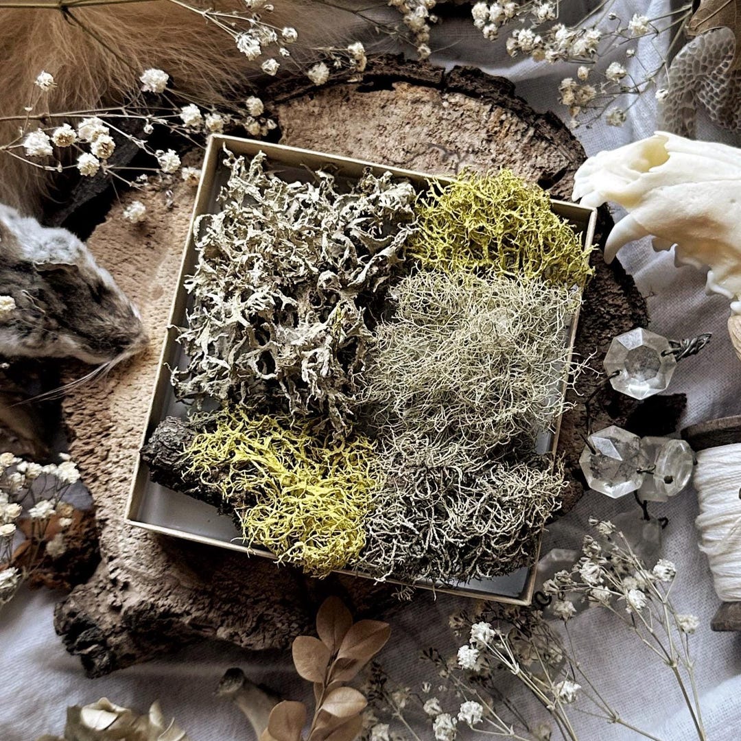 Dried Lichen Collection in Kraft Box – No. 03, Preserved Lichen, Dried ...