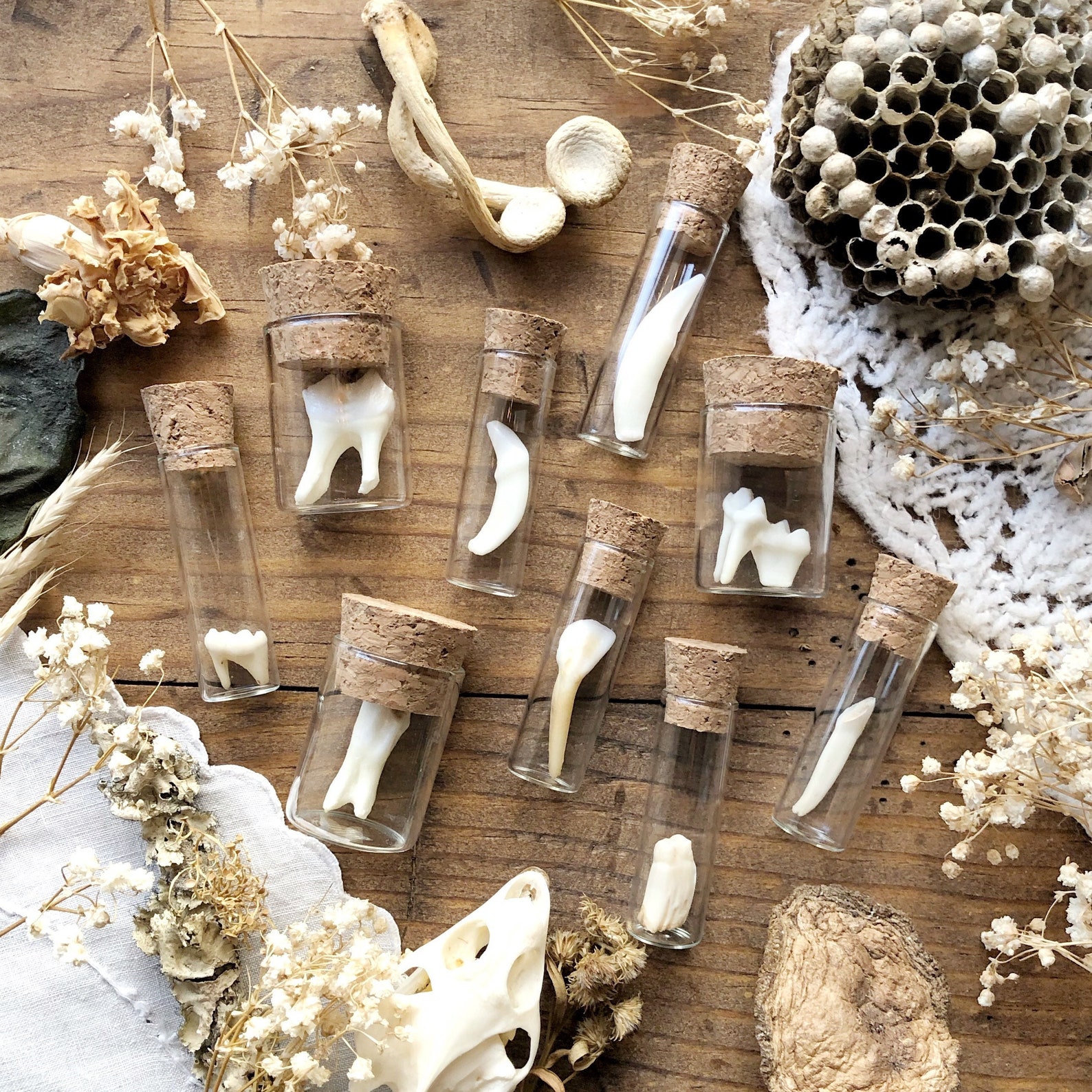 Mystery Tooth Specimen in Glass Vial Real Teeth Natural - Etsy