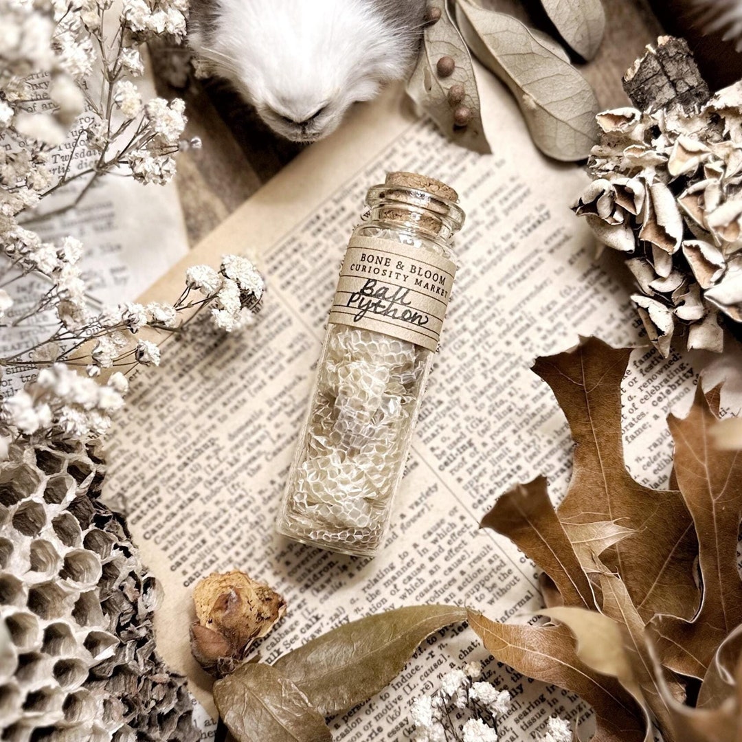 Ball Python Snake Skin in Glass Vial, Real Snake Shed, Snake Decor ...