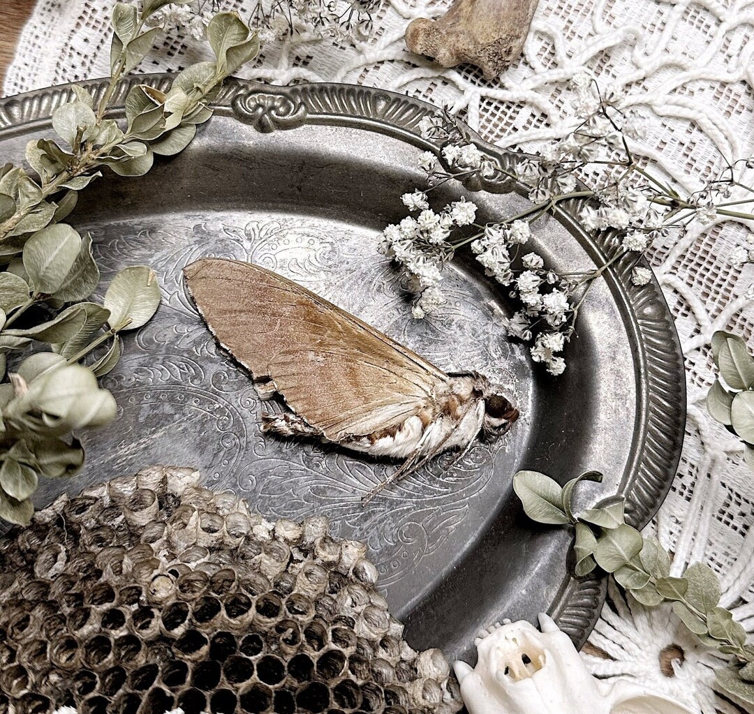 Real Preserved Giant Moth No. 01, Natural History, Curiosity, Oddity ...