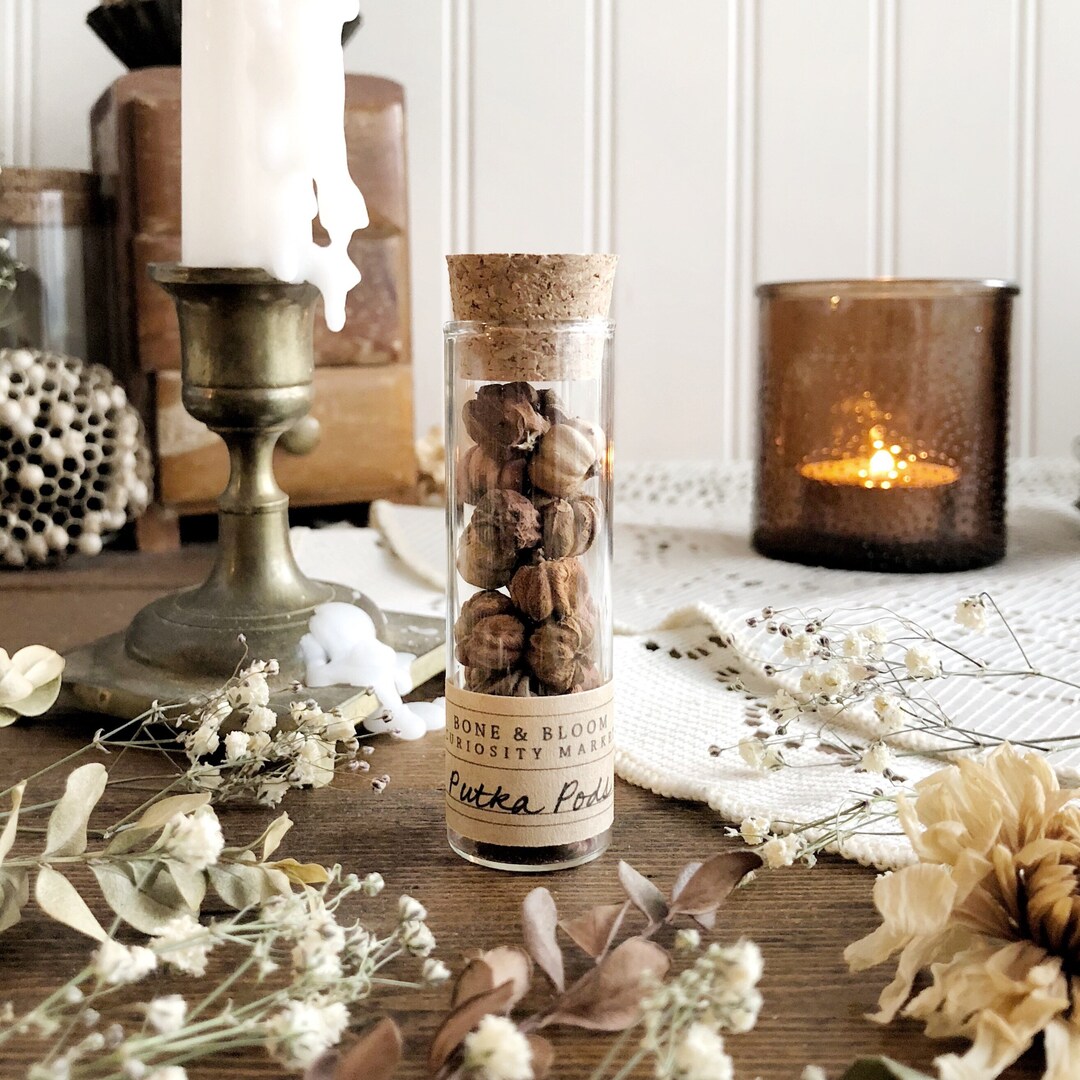 Real Putka Pods in Glass Vial – No. 03, Tiny Pumpkins, Pine Cones ...