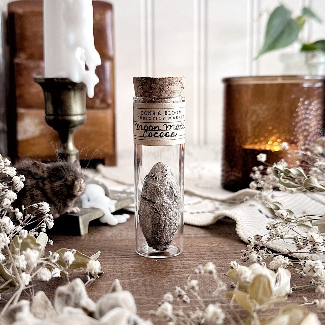 Real Moon Moth Cocoon in Glass Vial No. 03 Natural History - Etsy