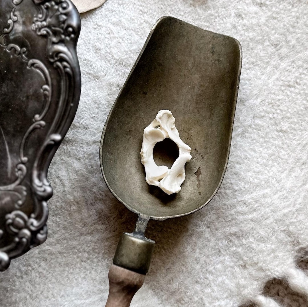 Real Beaver Atlas Vertebrae Bone, Real Beaver Bones, Beaver Decor ...