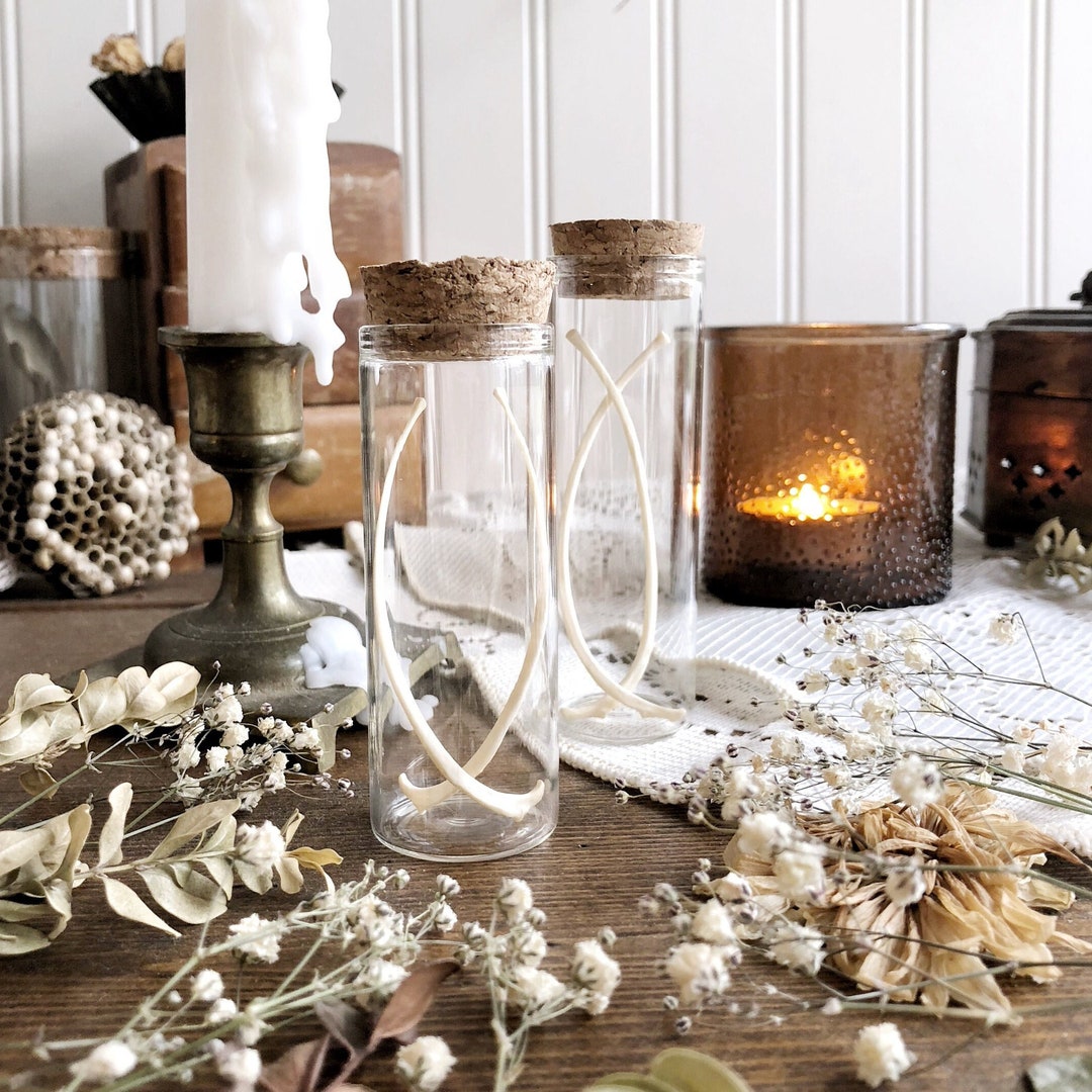 Real Fox Rib Bones in Glass Vial No. 03, Fox Bones, Curiosity, Oddity ...