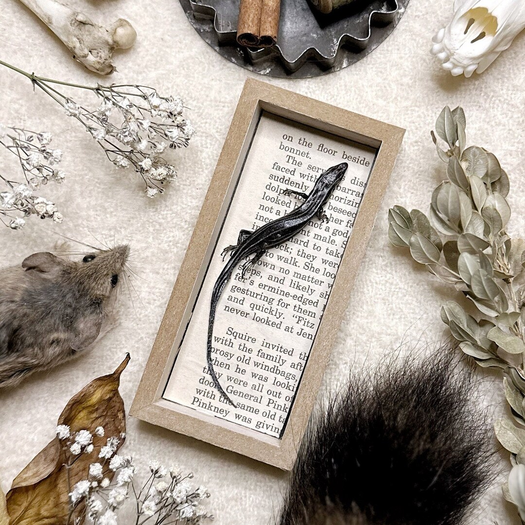 Real Dried Skink in Wooden Tray, Dried Lizard, Preserved Lizard ...