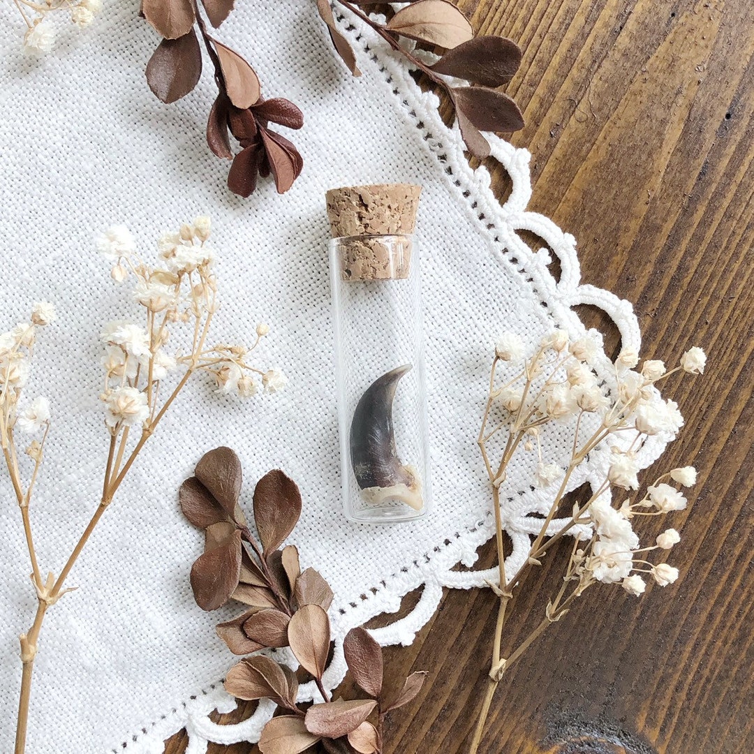 Real Coyote Claw in Glass Vial, Natural History, Coyote Decor ...