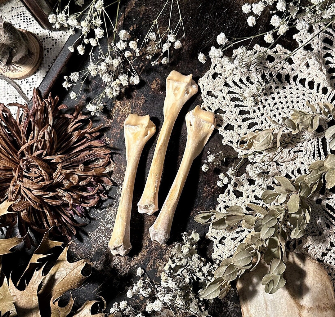 Real Raccoon Humerus Bone – No. 04, Raccoon Bones, Animal Bones ...