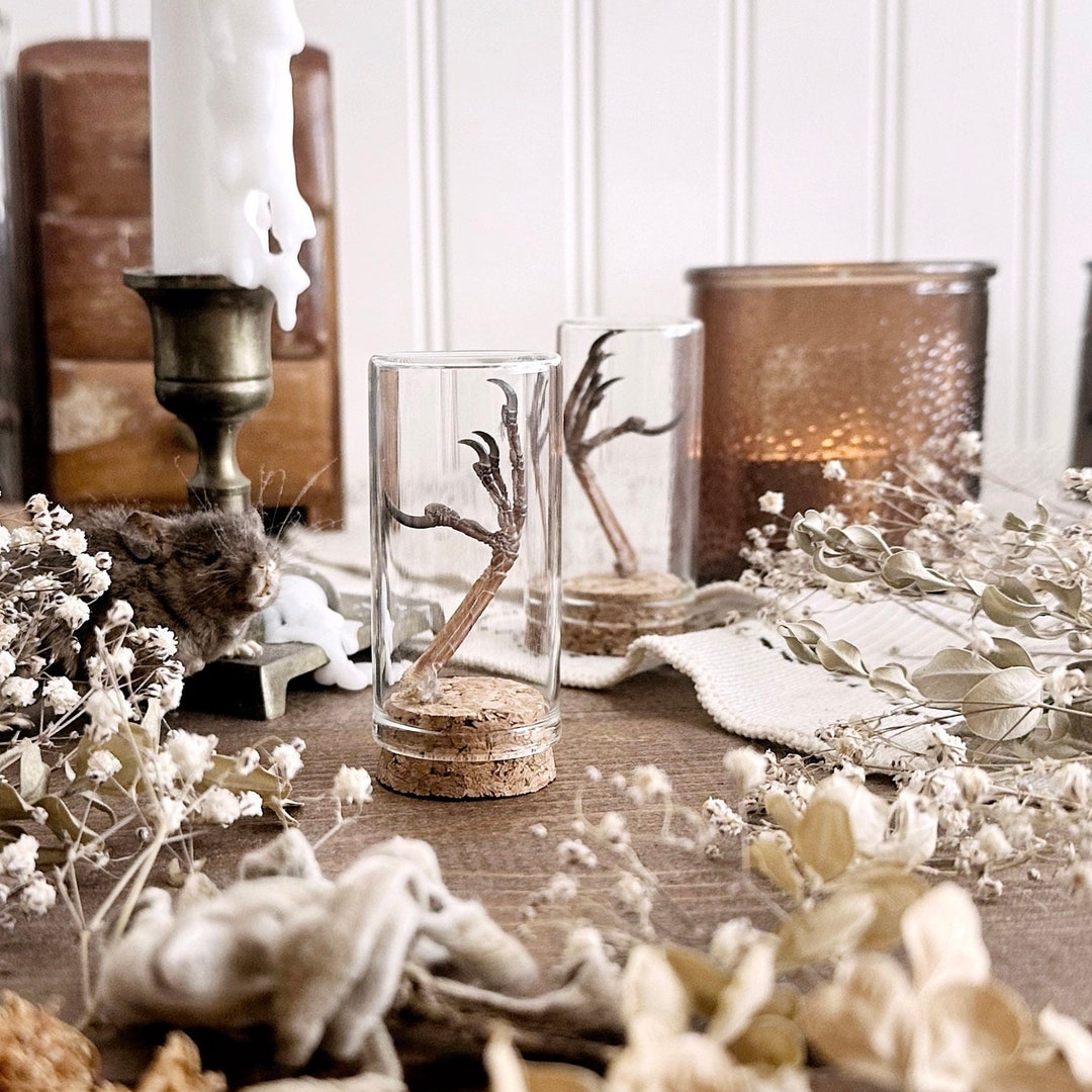 Real Mummified Foot in Glass Vial, Mummified Foot, Natural History ...