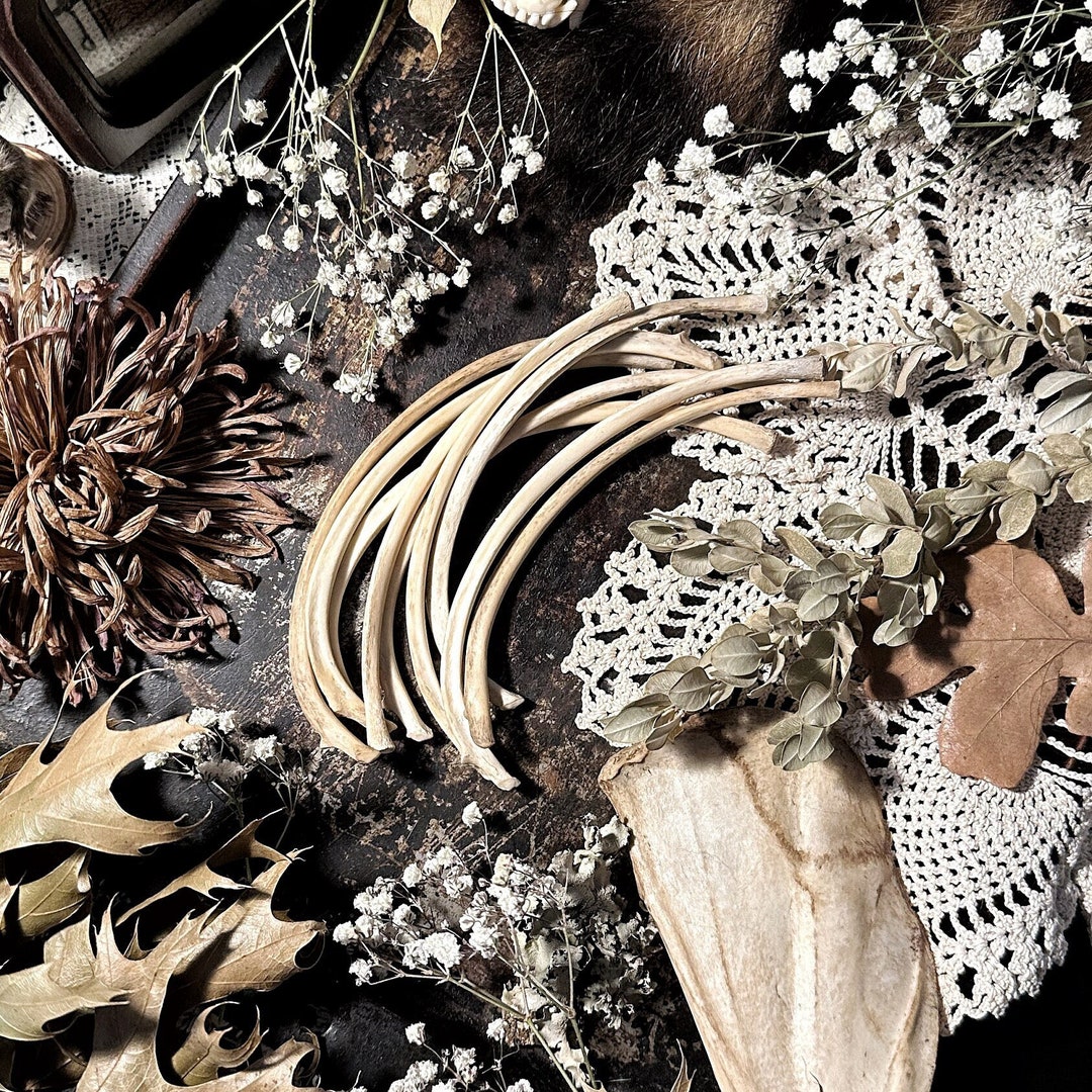 Real Rustic Coyote Rib Bone No. 06, Coyote Bones, Natural History ...