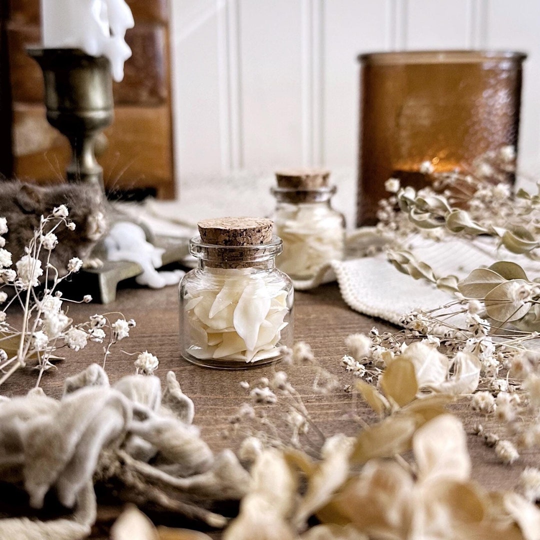 Real Alligator Gar Bones in Glass Vial, Fish Gar Bones, Natural History ...