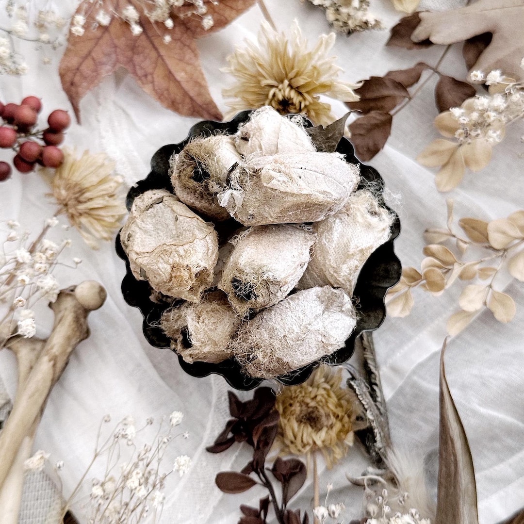 One Real Silk Moth Cocoon – No. 01, Real Insect Cocoon, Non-living ...