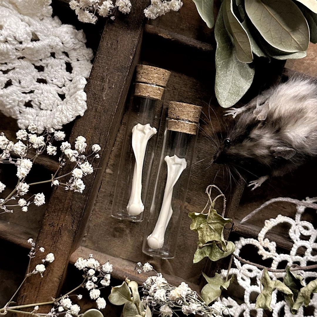 Real Squirrel Humerus Bone in Glass Vial – No. 01, Natural Squirrel ...