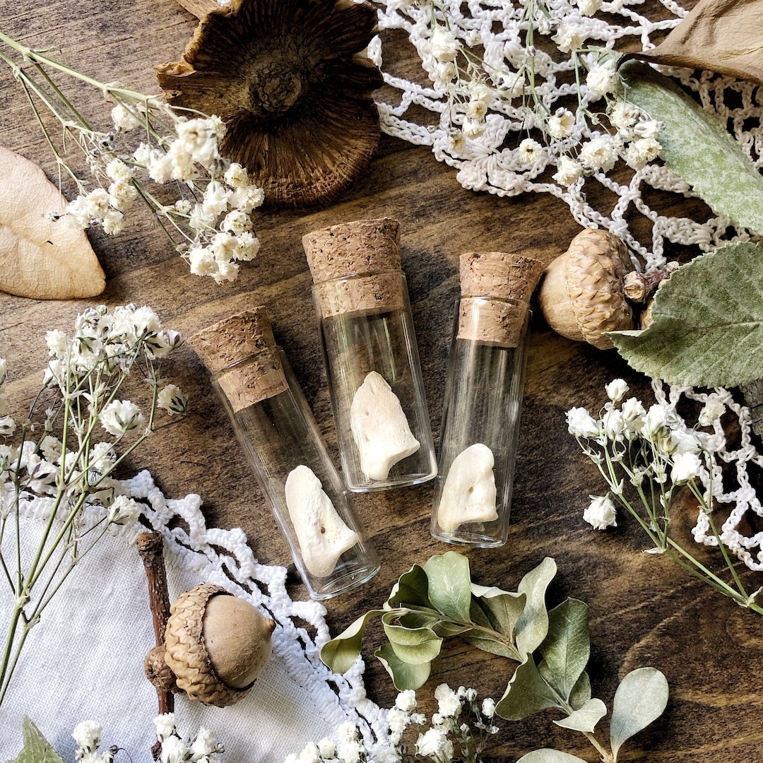 Real Deer Toe Bone in Glass Vial, Natural History, Curiosity, Oddity ...