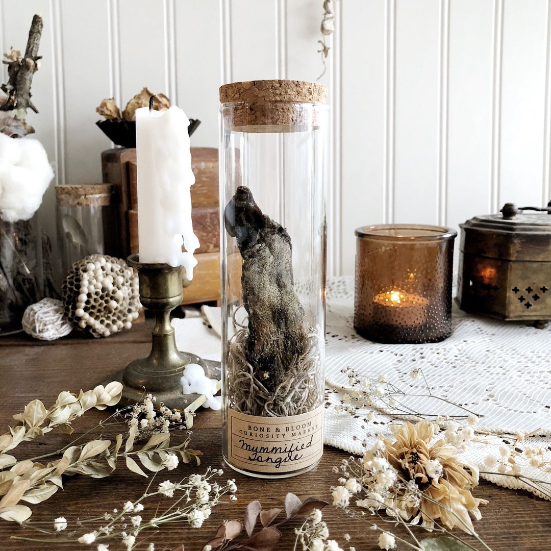 Real Mummified Coyote Tongue in Glass Vial No. 03, Real Dried Tongue ...