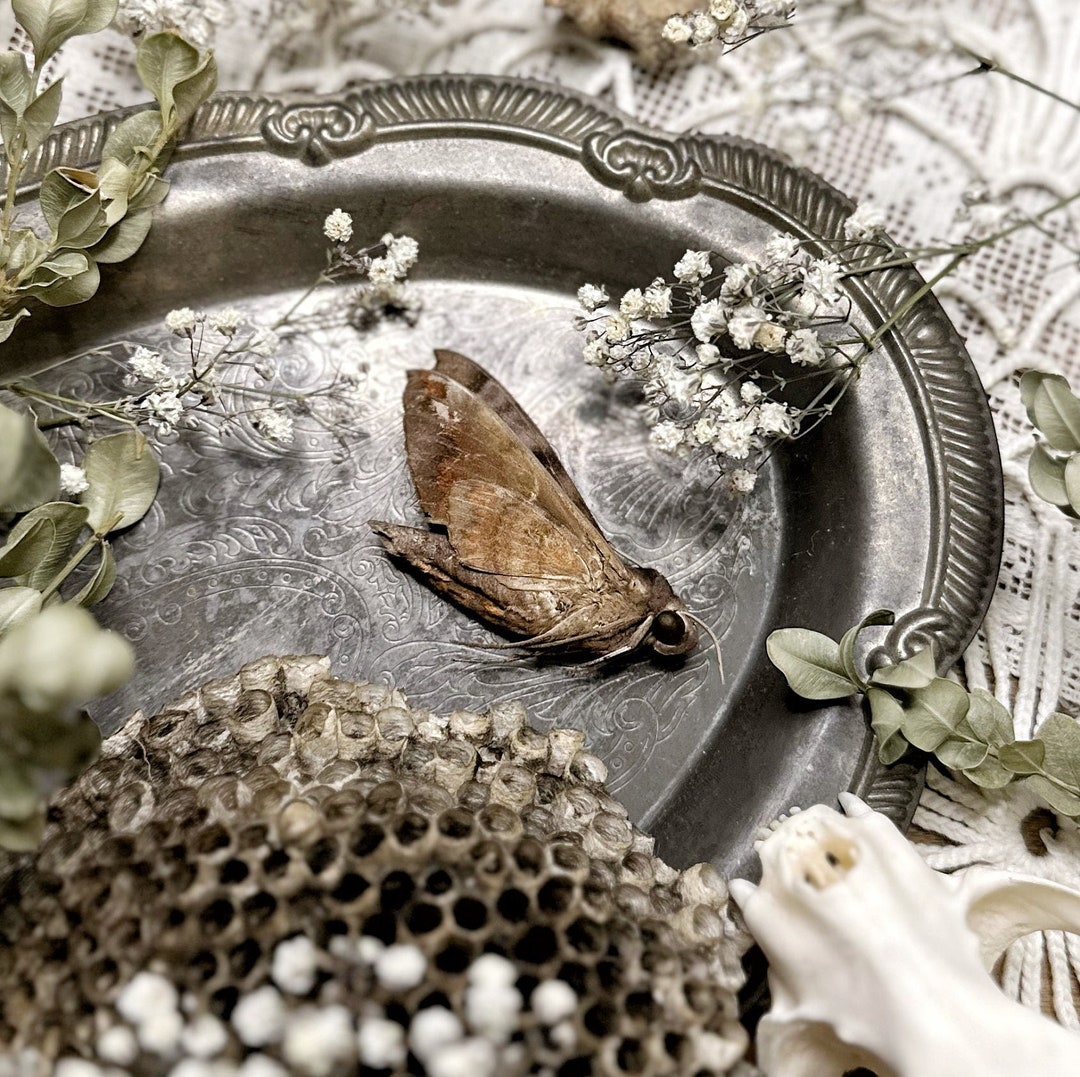 Real Preserved Moth No. 21, Natural History, Curiosity, Oddity, Dried ...