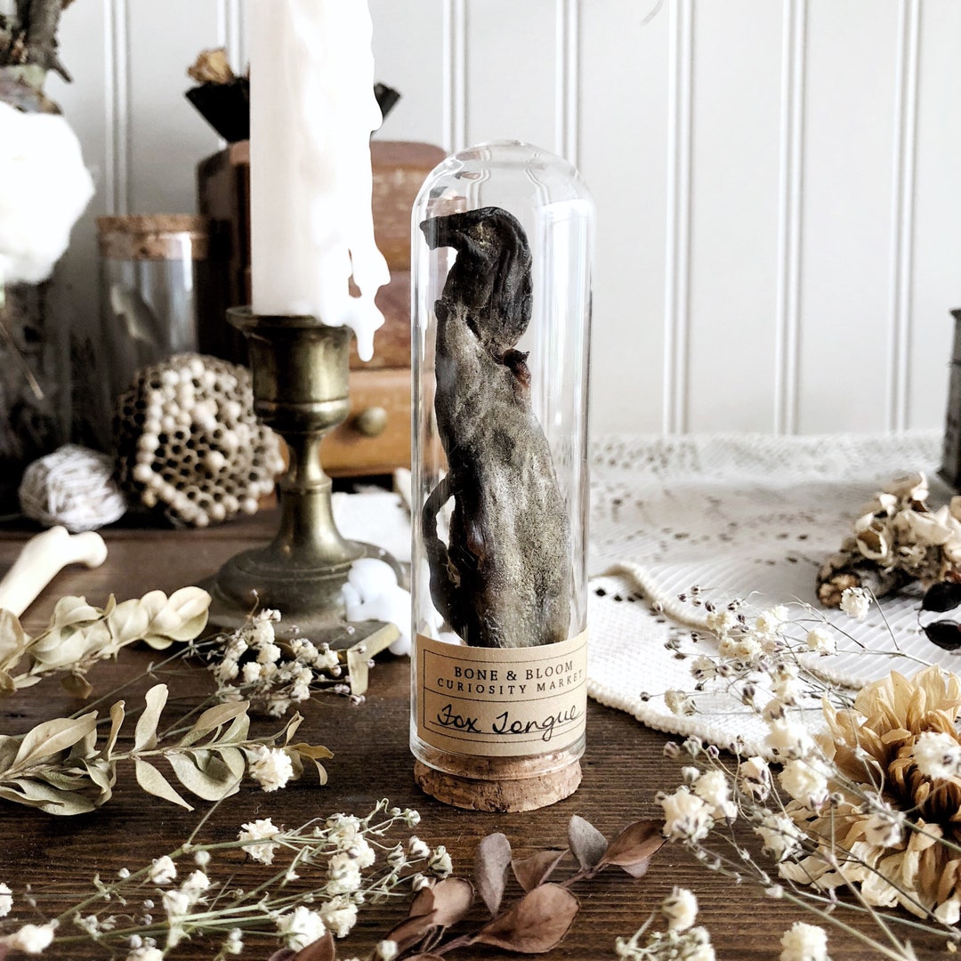 Mummified Fox Tongue in Glass Dome No. 04, Real Dried Tongue, Natural ...