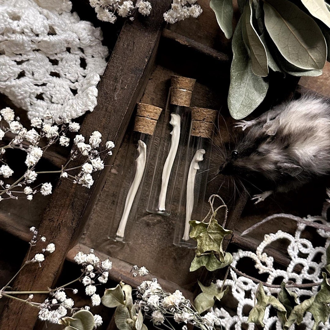 Real Squirrel Ulna Bone in Glass Vial, Natural Squirrel Bones, Natural ...