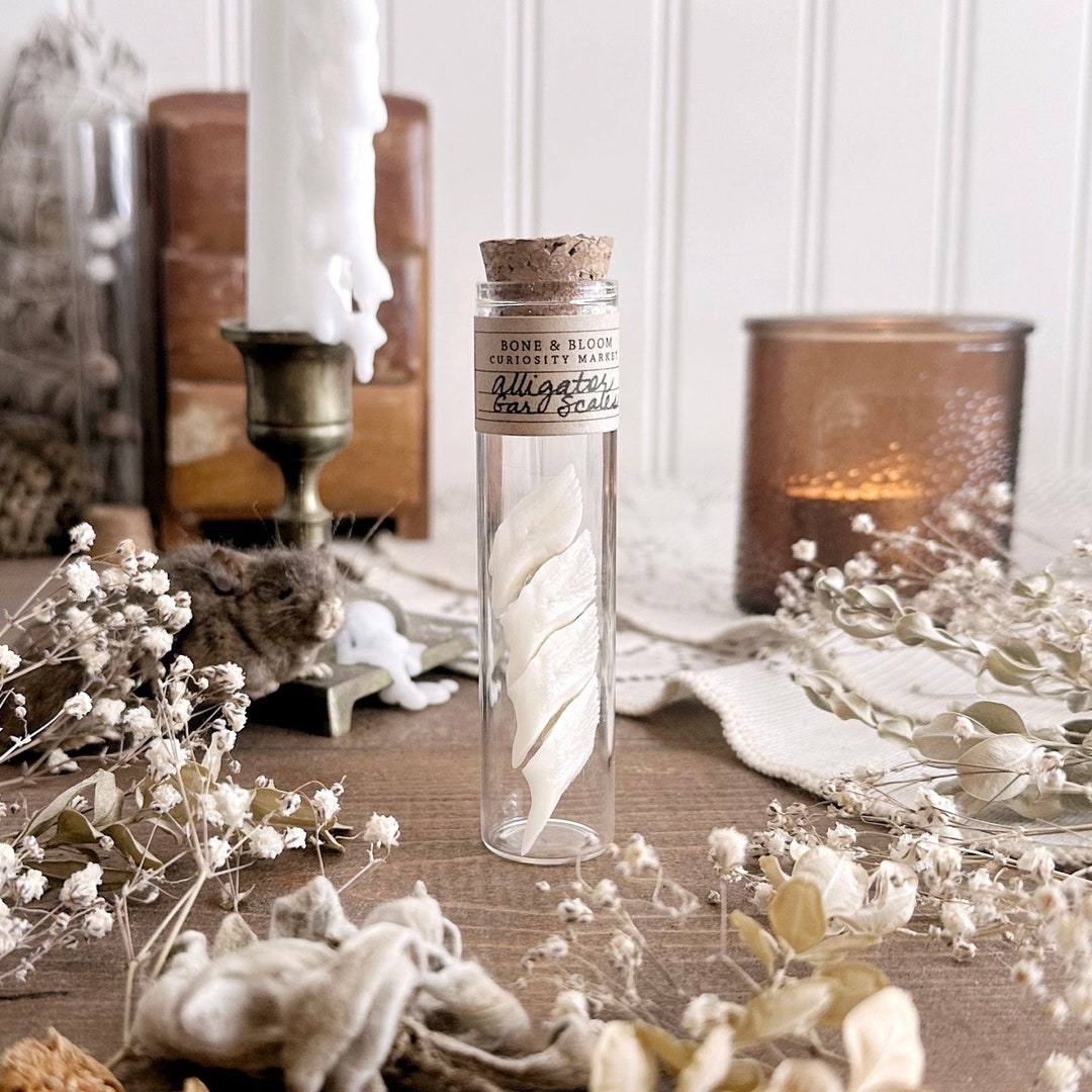 Alligator Gar Bones in Glass Vial No. 03, Gar Bones, Natural History ...