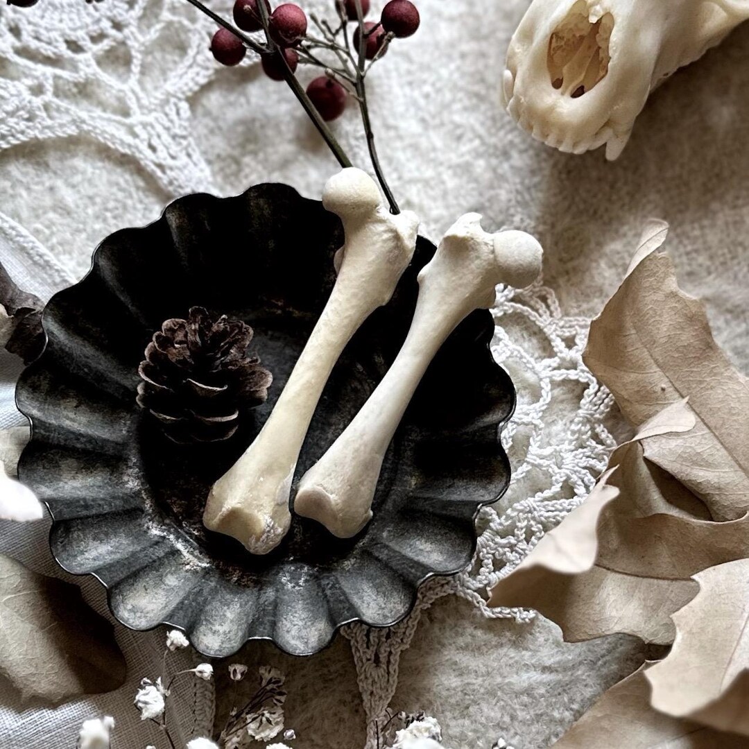 One Real Skunk Femur Bone – No. 02, Real Skunk Bones, Skunk Taxidermy ...
