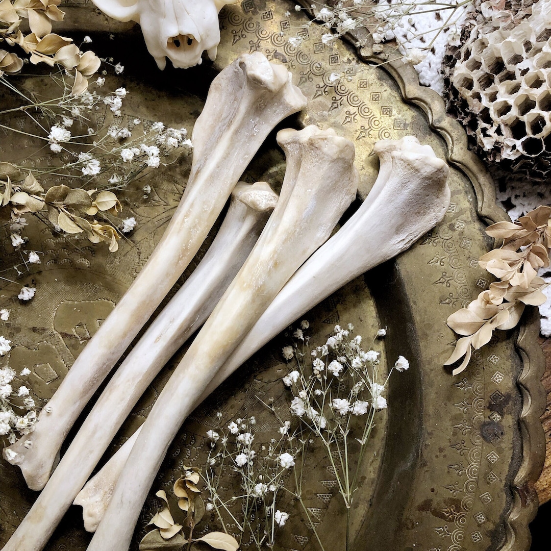 Real Rustic Coyote Tibia Bone, Coyote Bones, Natural History, Curiosity, Oddity, Real Bones ...