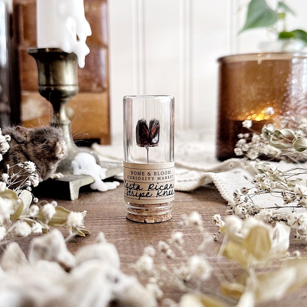 Petite Costa Rican Stripe Knee Tarantula Fangs in Glass Vial, Zebra ...