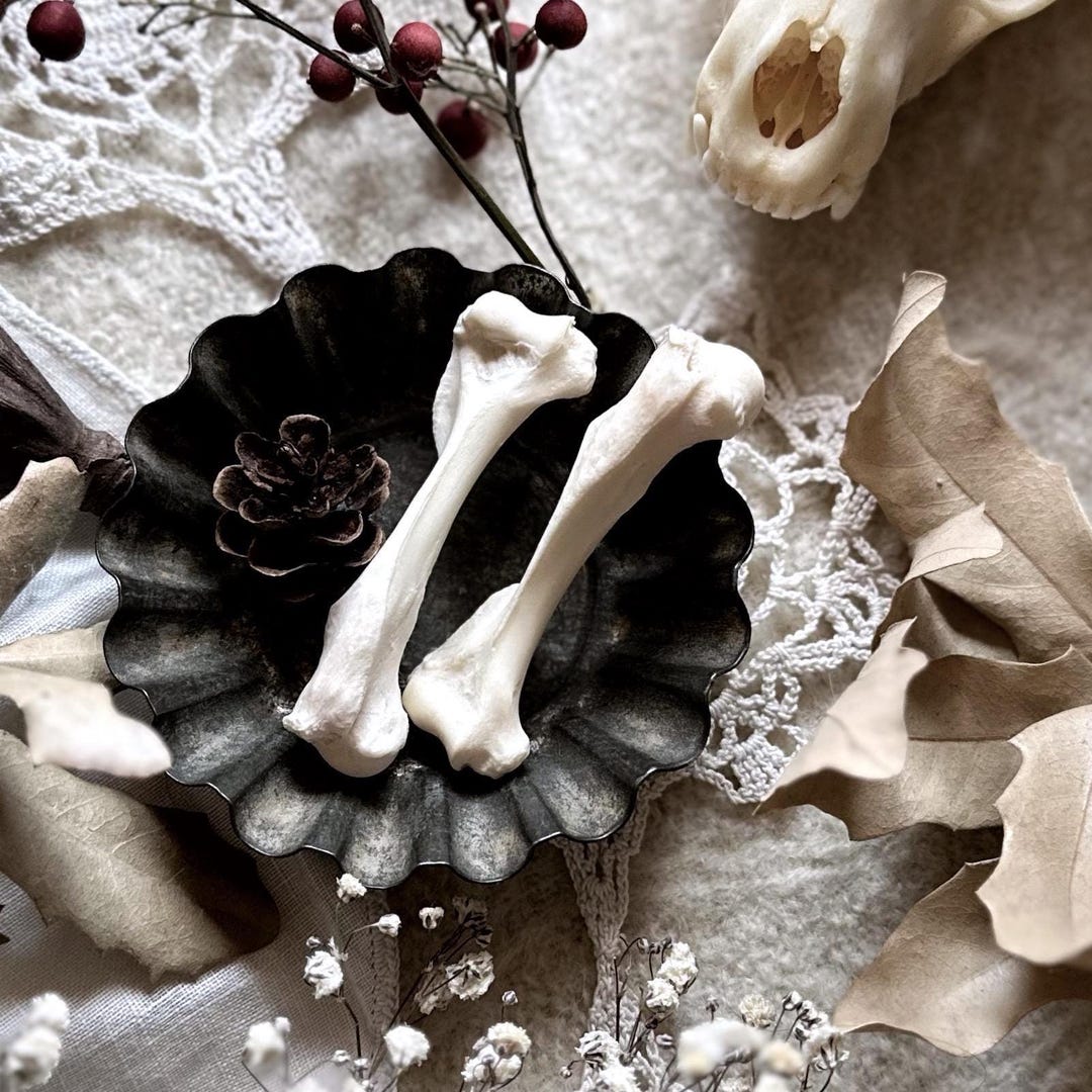 Real Skunk Humerus Bone – No. 01, Real Skunk Bones, Skunk Taxidermy ...