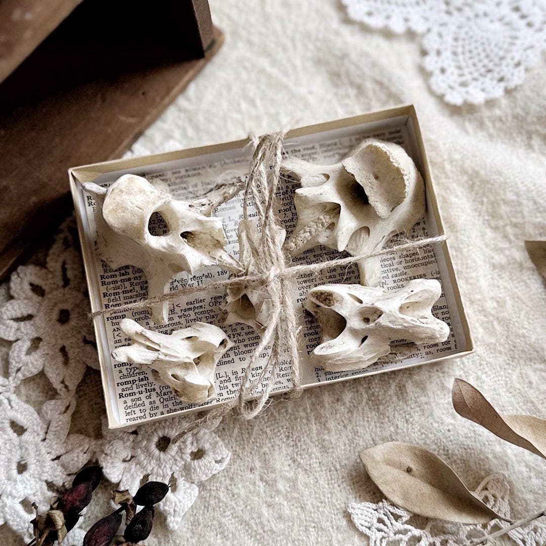 Rustic Emu Vertebrae Bones, Real Emu Bone Pair, Bird Bones, Natural ...