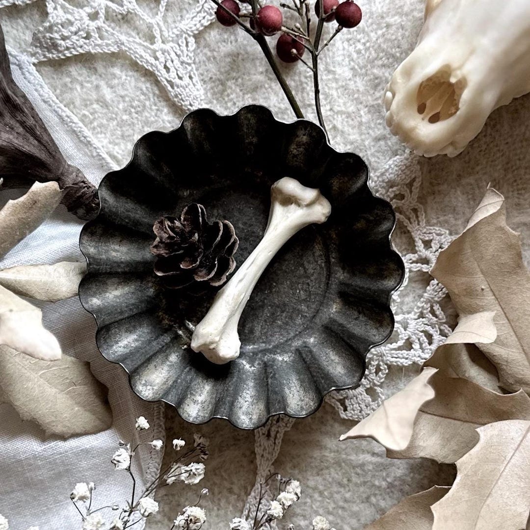 Real Skunk Humerus Bone – No. 02, Real Skunk Bones, Skunk Taxidermy ...