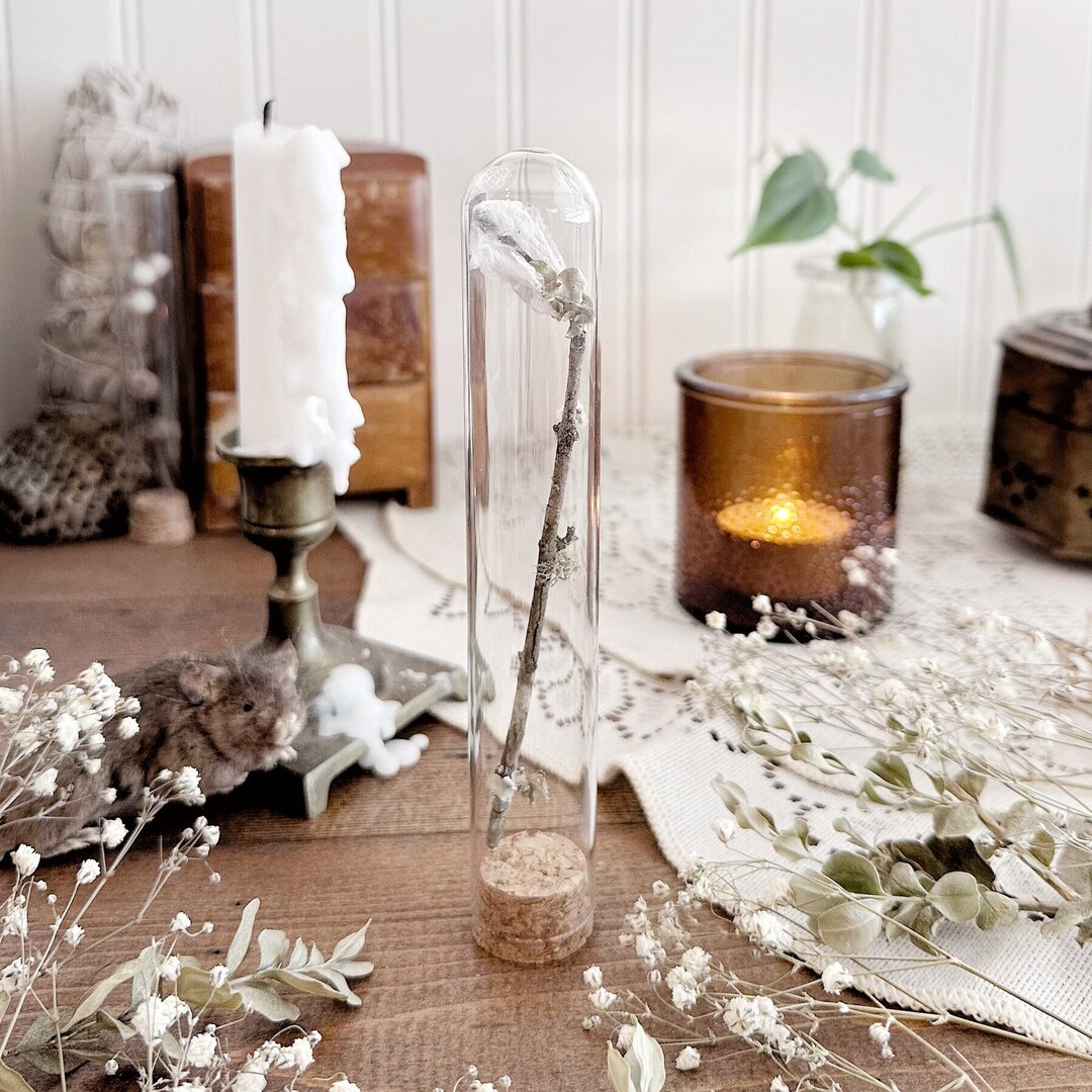 Real Tarantula Webs on a Twig in Glass Dome – No. 03, Real Spiderwebs ...