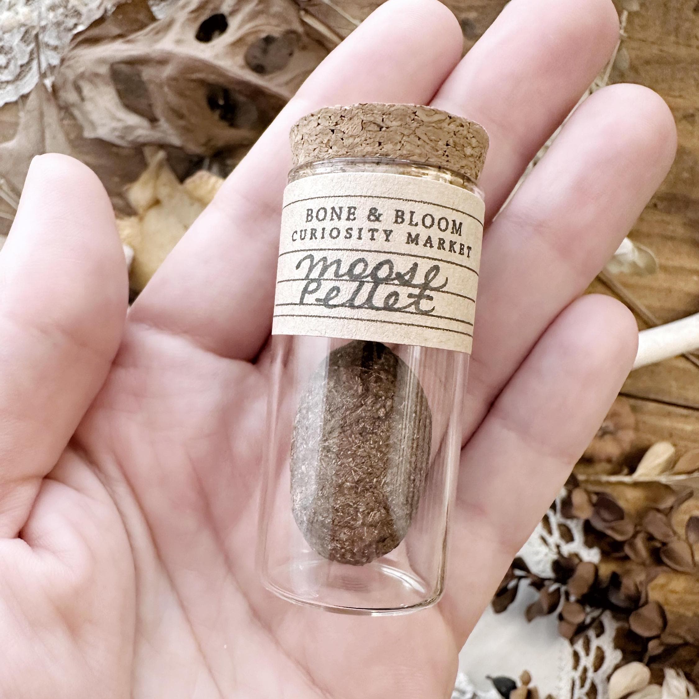 Real Moose Pellet in Glass Vial, Moose Poop, Animal Dung, Weird Gift ...