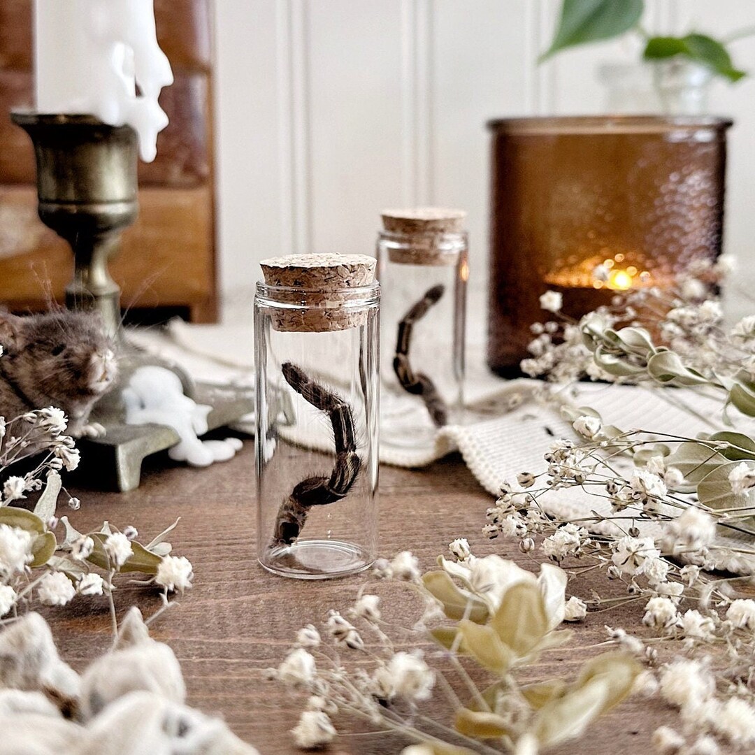 Real Costa Rican Zebra Tarantula Leg in Glass Vial – No. 03, Natural ...