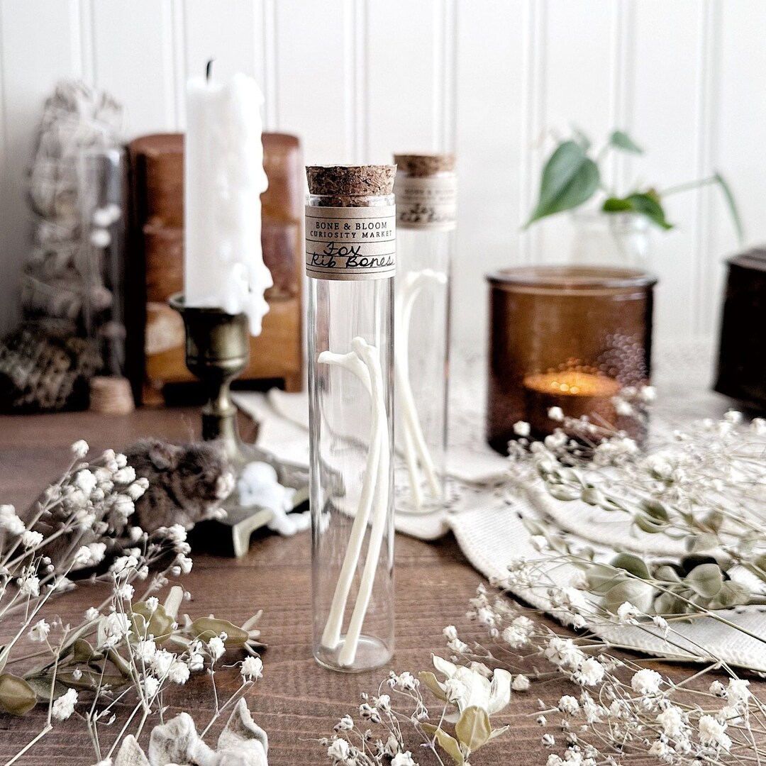 Real Fox Rib Bones in Glass Vial No. 01, Fox Bones, Curiosity, Oddity ...