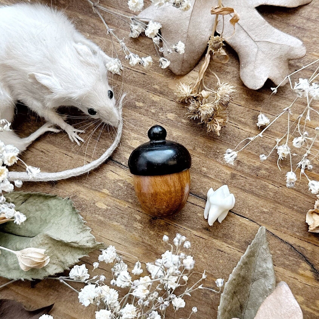 Wooden Acorn Trinket Box & Raccoon Tooth Collection, Real Raccoon Teeth ...