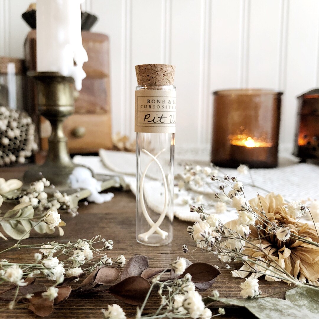 Real Pit Viper Rib Bones in Glass Vial Snake Rib Bones - Etsy