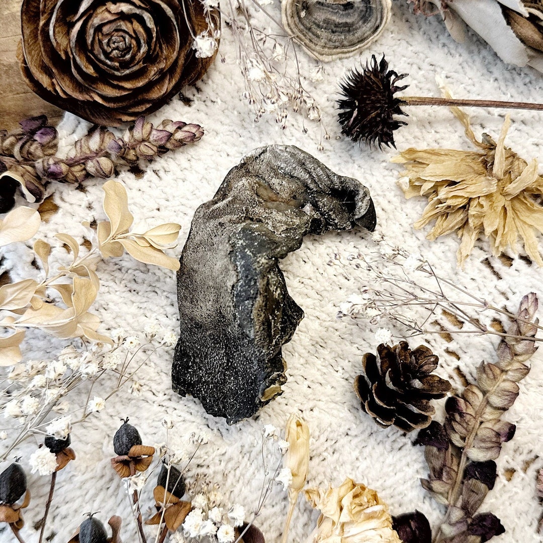 Real Mummified Coyote Tongue, Real Dried Tongue, Natural History ...