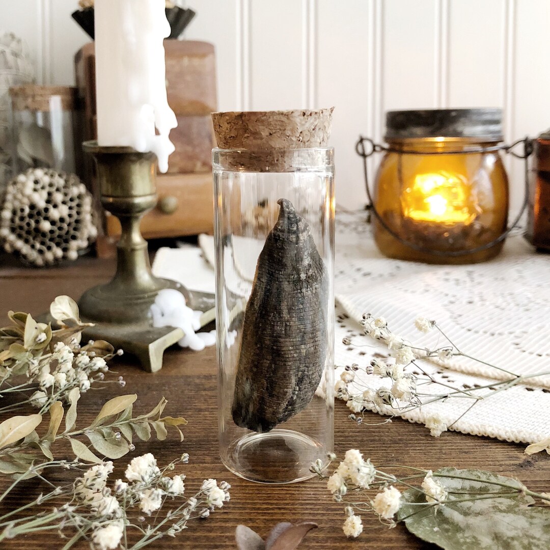 Real Bull Leech in Glass Vial No. 05 Dried Leech Natural - Etsy