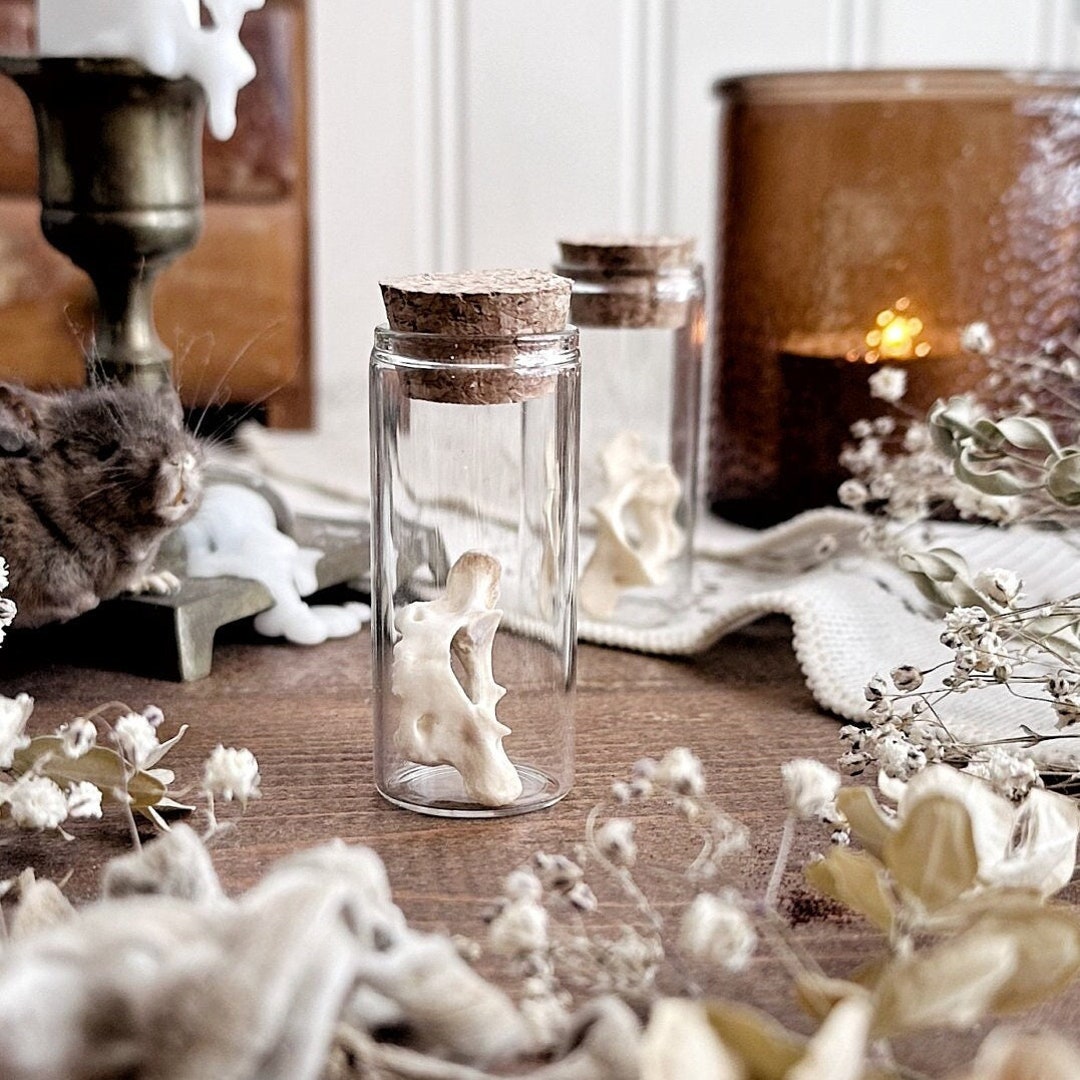 Rustic Skunk Atlas Vertebrae Bone in Glass Vial, Skunk Taxidermy, Real ...
