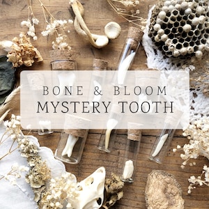 Mystery Tooth Specimen in Glass Vial, Real Teeth, Natural History ...