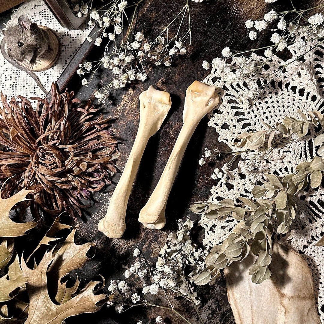 Real Raccoon Humerus Bone – No. 03, Raccoon Bones, Animal Bones ...