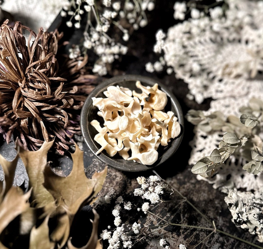 Real Medium Raccoon Vertebrae Bone, Raccoon Bones, Animal Bones ...