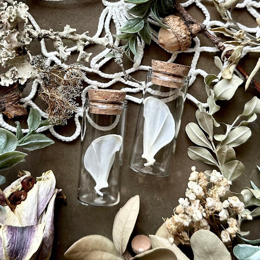 Real Squirrel Scapula Bone in Glass Vial, Natural History, Curiosity ...