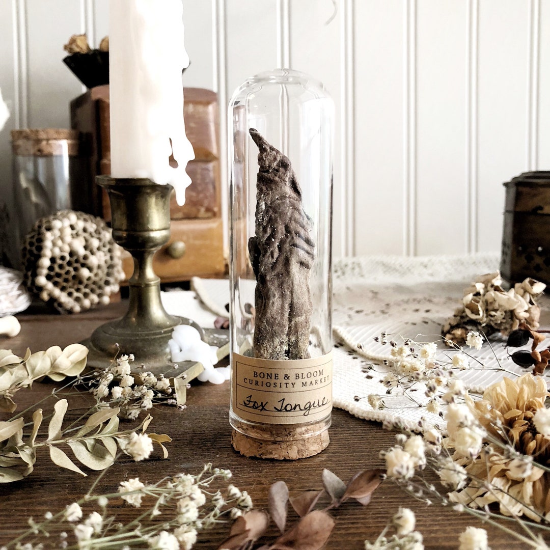 Mummified Fox Tongue in Glass Dome No. 01, Real Dried Tongue, Natural ...