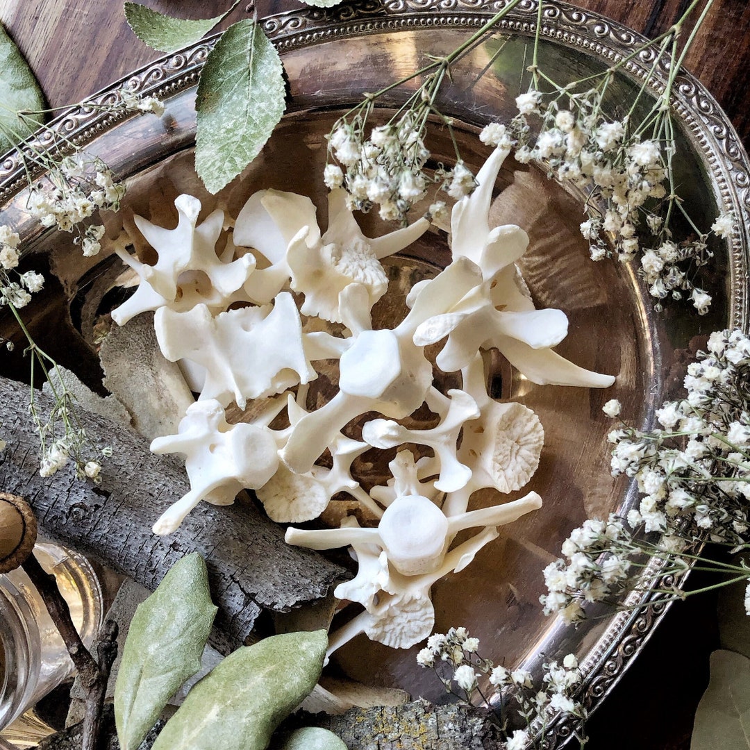 Large Beaver Vertebrae Bone, A Quality Beaver Bones, Natural History ...